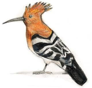 GOT - Grup d'Ornitologia del tenes: Puput ( Upupa epops )